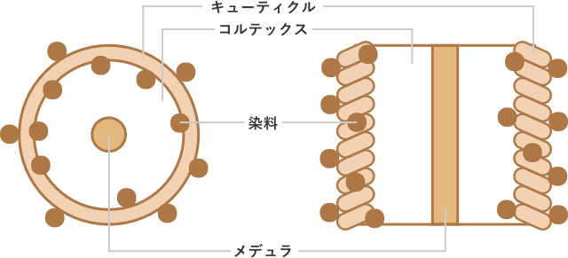 カラートリートメントで白髪をしっかり染める使い方は？選び方やヘアカラーとの違いも | ヘアカラーリング | LICOLO - 髪から自分を好きになる
